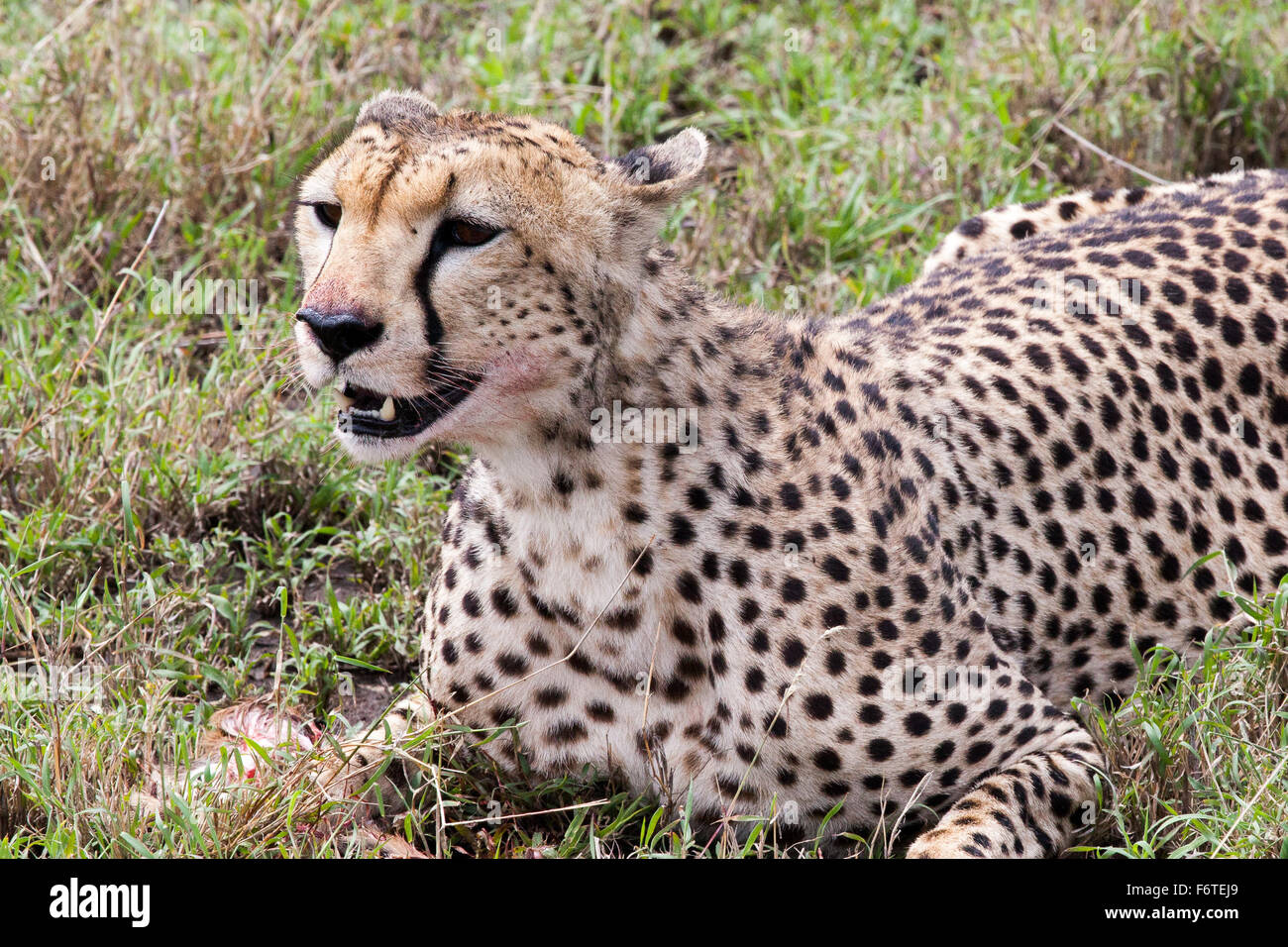 Cheetah eating hi-res stock photography and images - Alamy