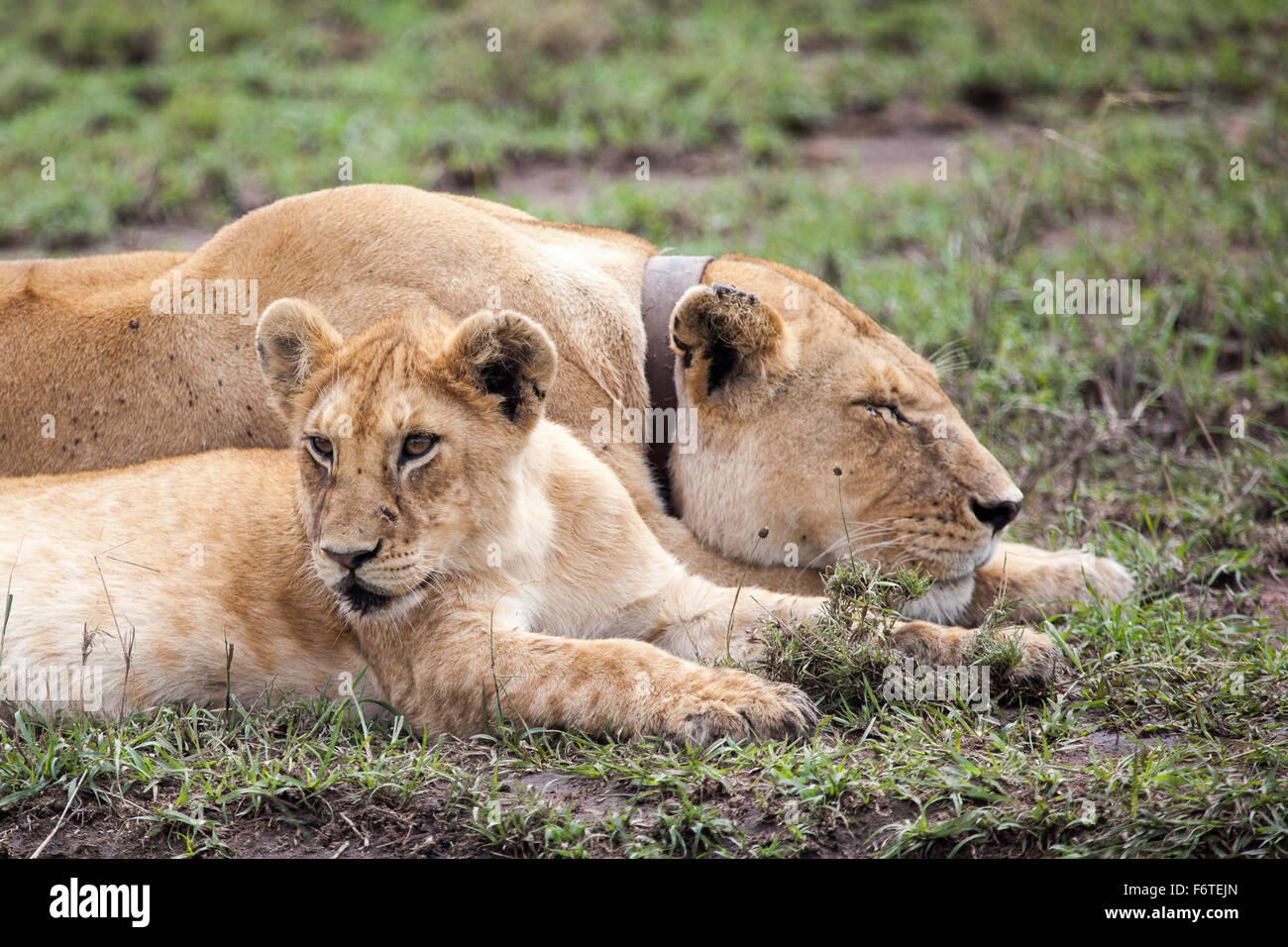 Collared lion hi-res stock photography and images - Alamy