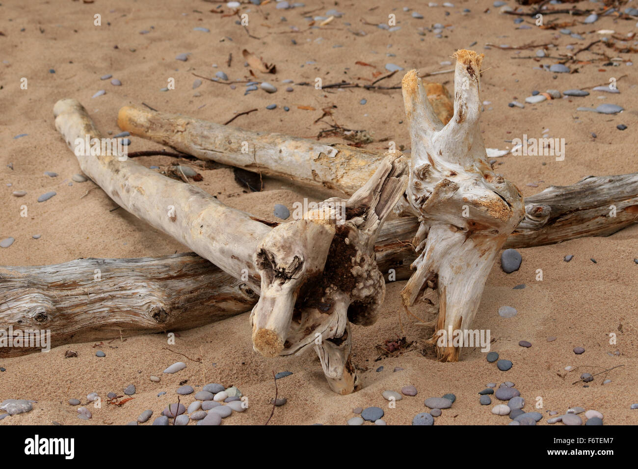 Tree logs on the beach of Grand island in Michigan's upper peninsula ...
