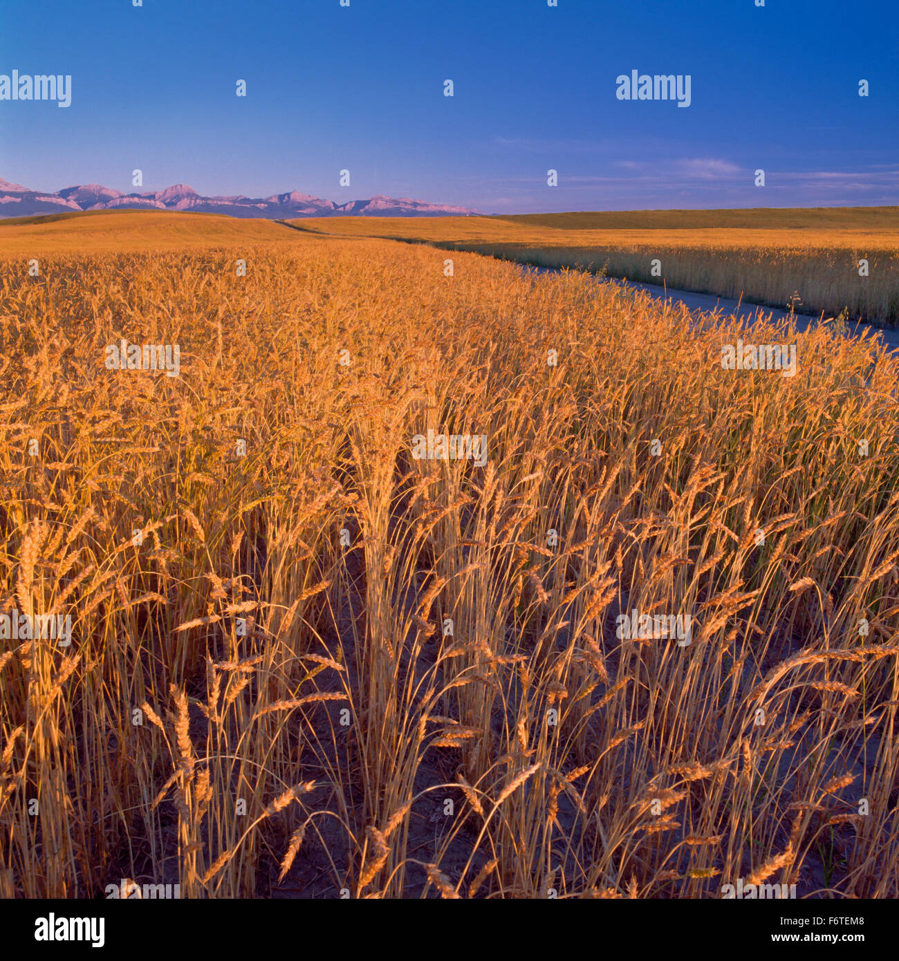 wheat field below the rocky mountain front near bynum, montana Stock ...