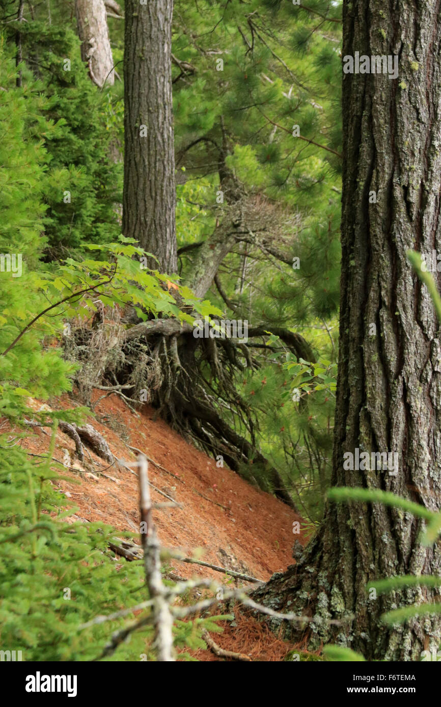 Exposed tree roots on a hiking trail on Grand Island in Michigan's ...