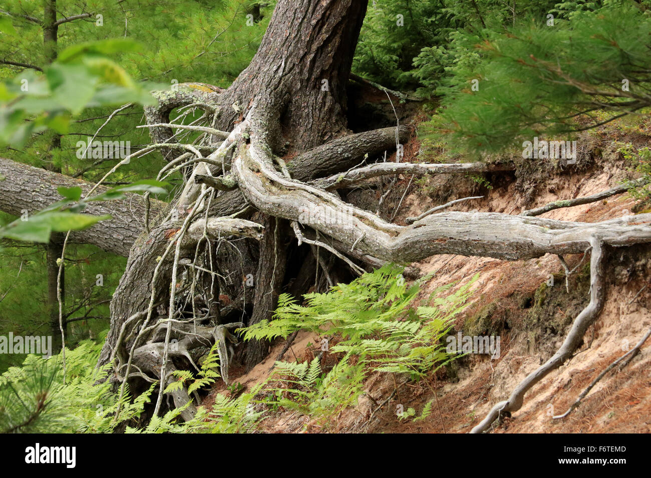 Exposed tree roots on a hiking trail on Grand Island in Michigan's ...
