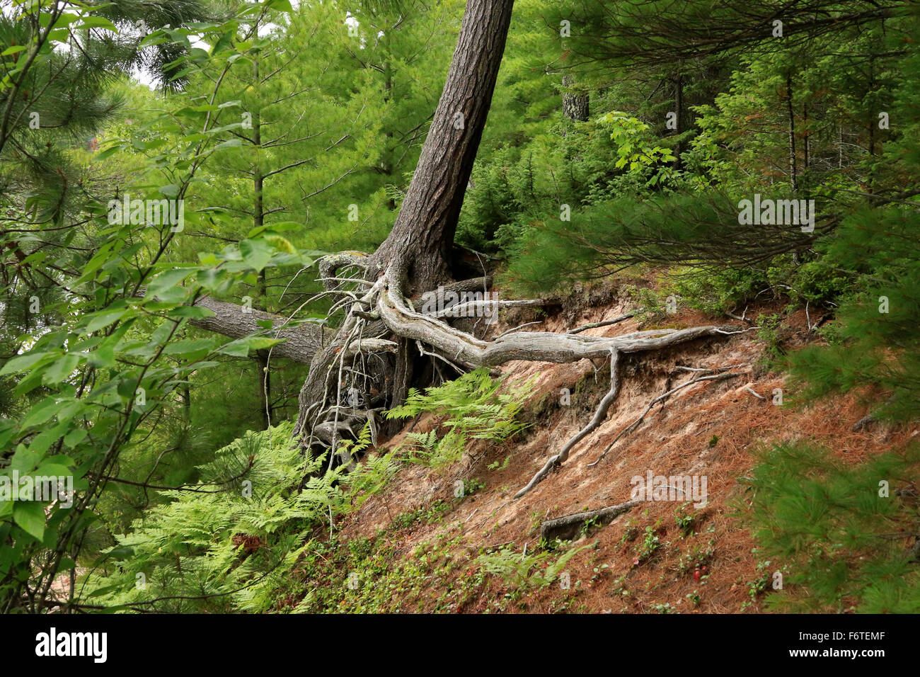 Tree roots grand island michigan hi-res stock photography and images ...