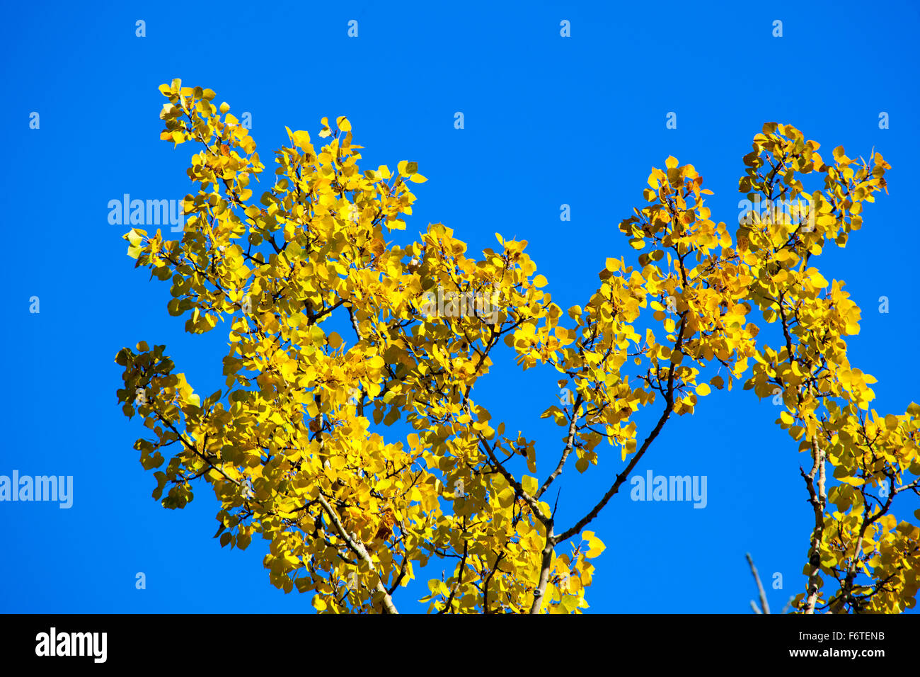 Yellow birch leaf on blue sky background, Alaska Stock Photo - Alamy