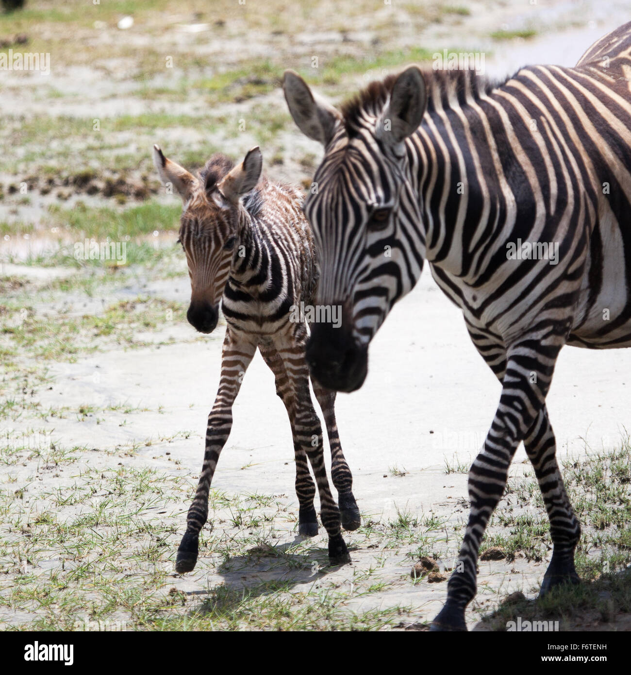 New born baby zebra with its mother in Ngorongoo Crater, Tanzania ...