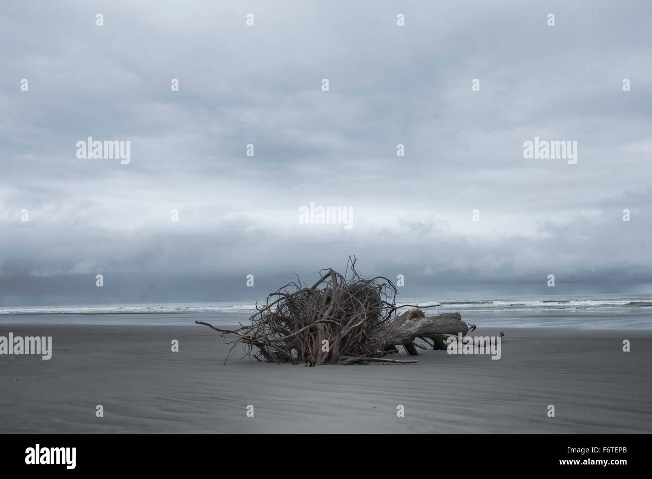 Tree stump on a sandy beach, shore line and clouds with rain squalls ...