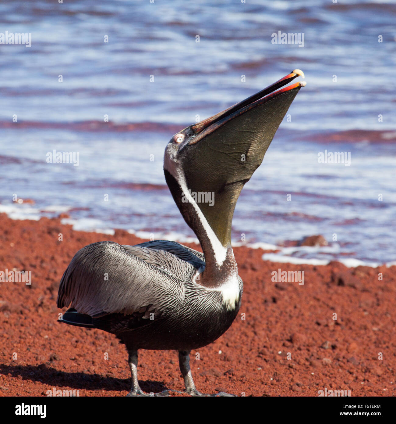A brown pelican (Pelecanus occidentalis) eating red fish at Galapagos ...