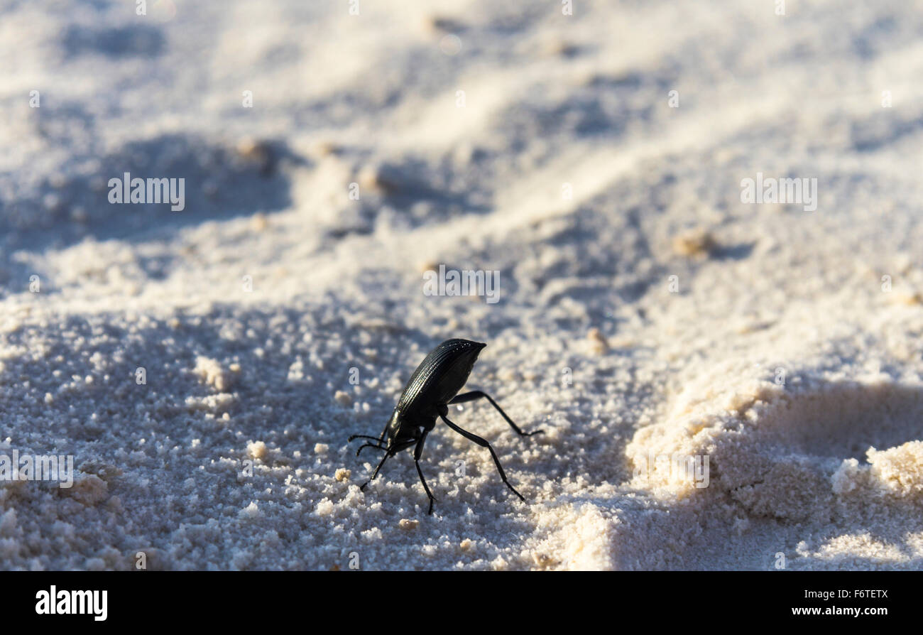 Bug white sands Stock Photo - Alamy