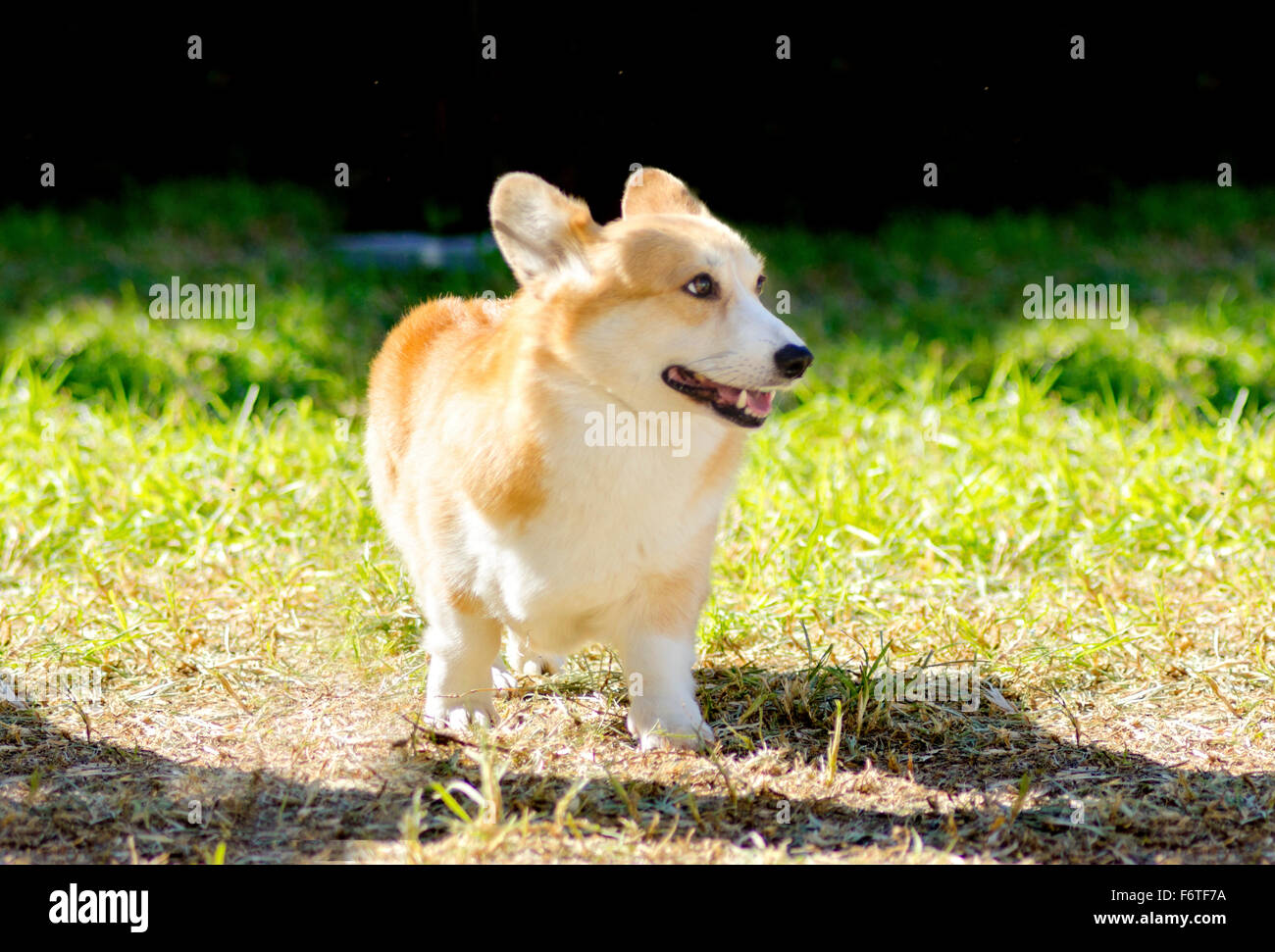 A young, healthy, beautiful, red sable and white Welsh Corgi Pembroke ...
