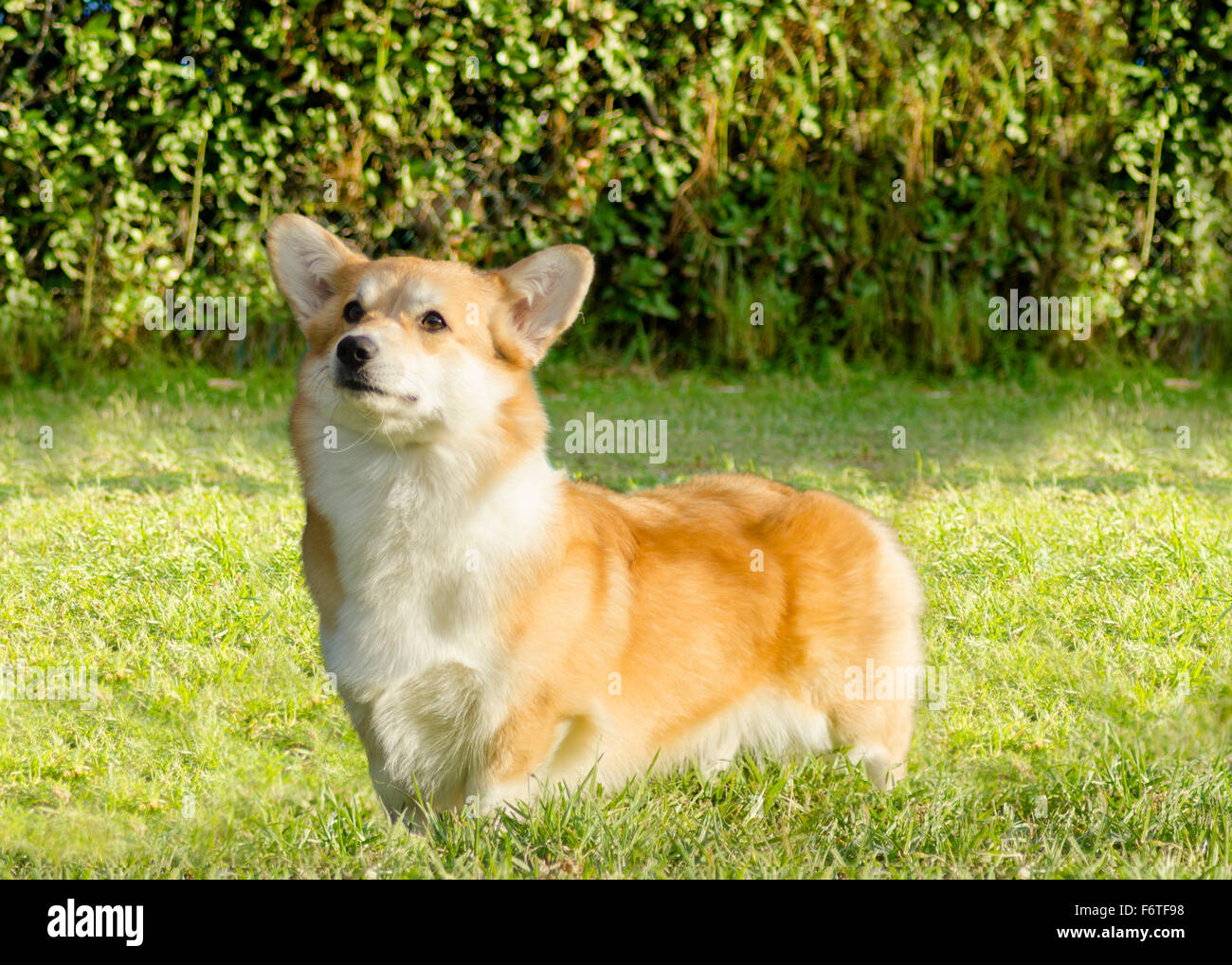 A young, healthy, beautiful, red sable and white Welsh Corgi Pembroke ...