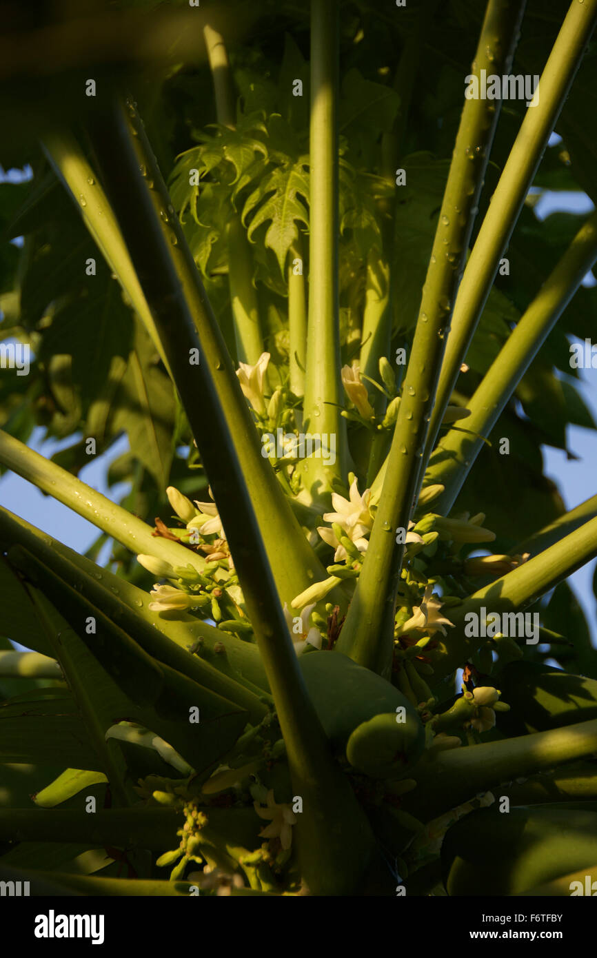 Flowers of a papaya tree Stock Photo - Alamy