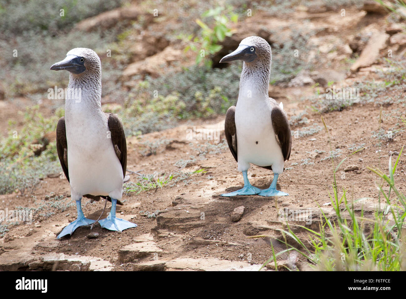 Pair of blue footed boobies performing mating dance, Galapagos Islands ...