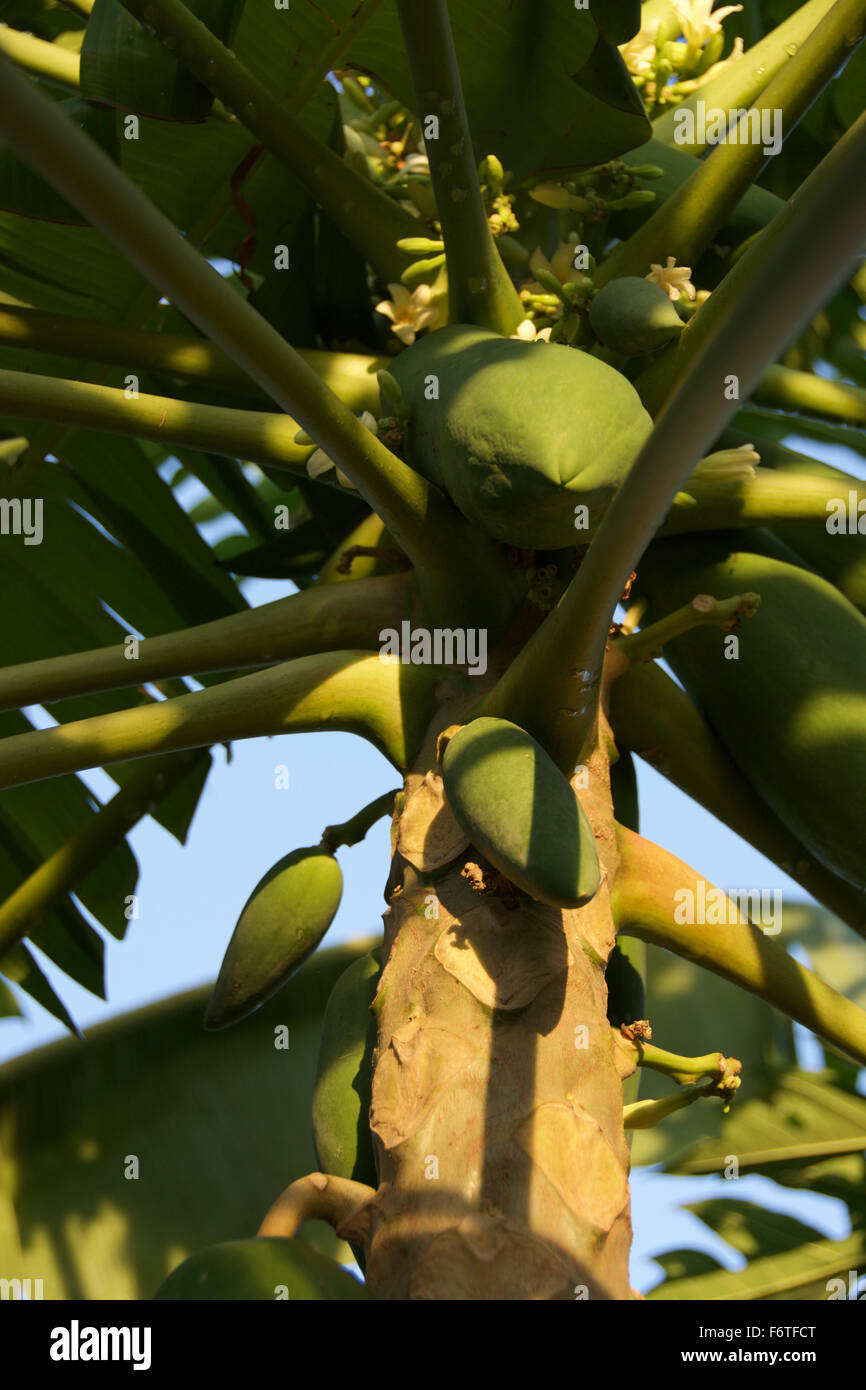Papaya tree with fruit and flower Stock Photo - Alamy
