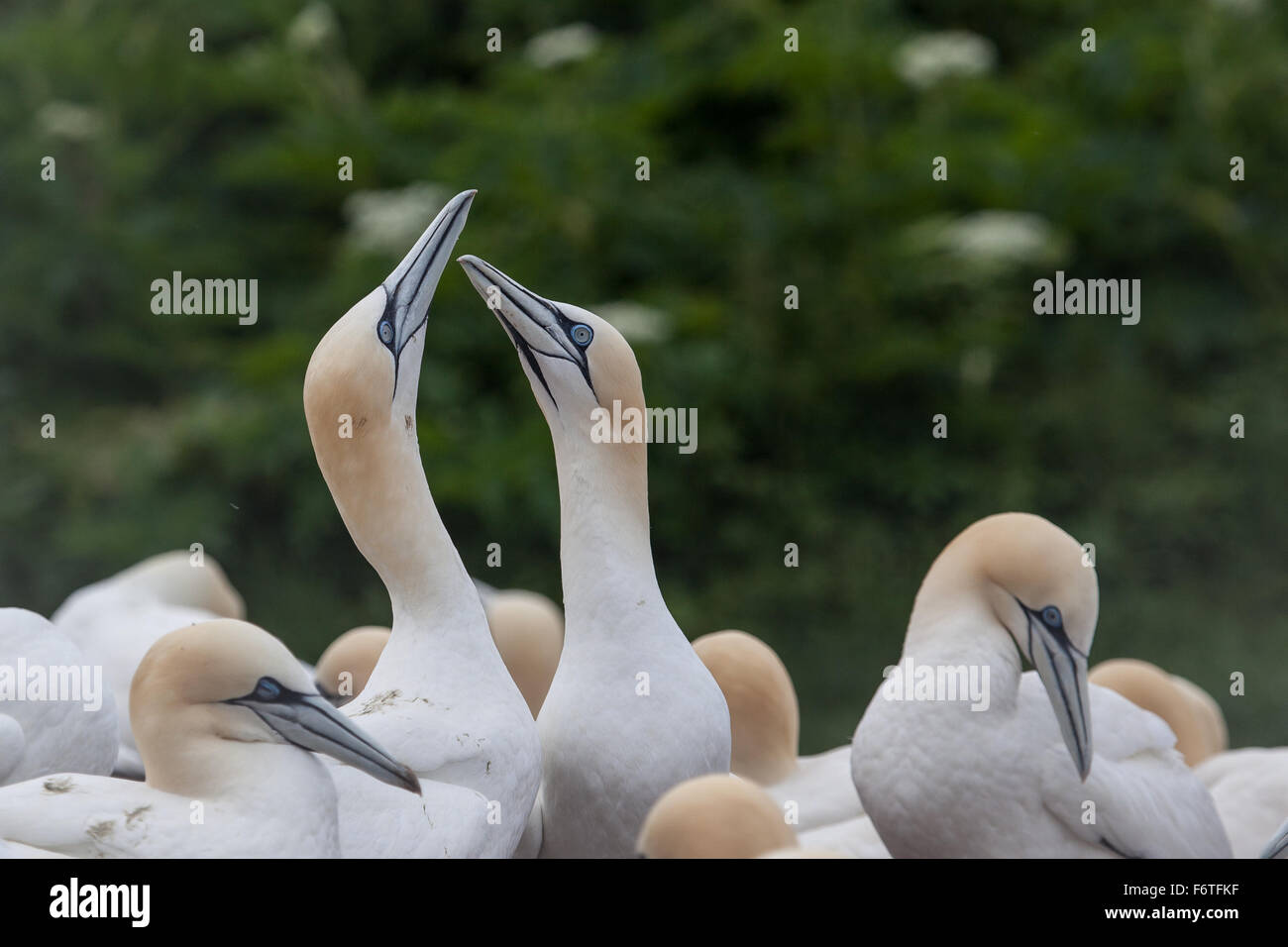 Sleeping gannet hi-res stock photography and images - Alamy