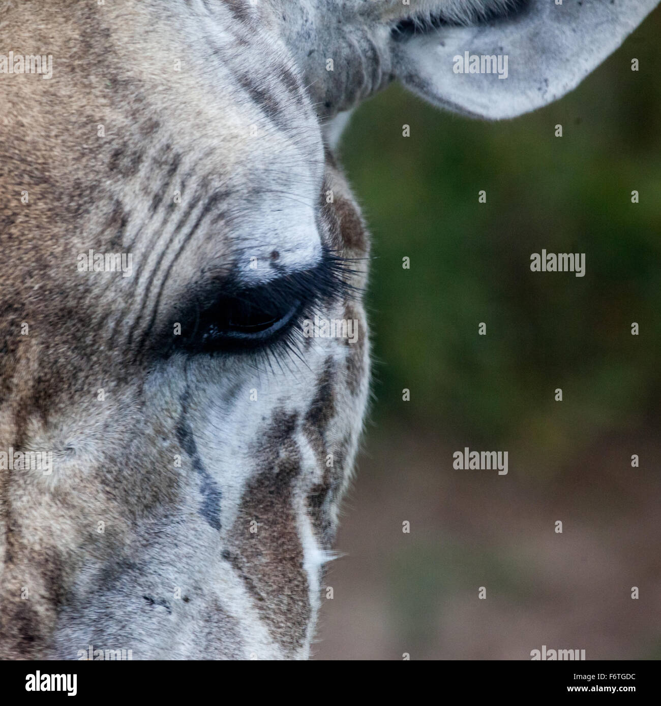 Sad giraffe hi-res stock photography and images - Alamy