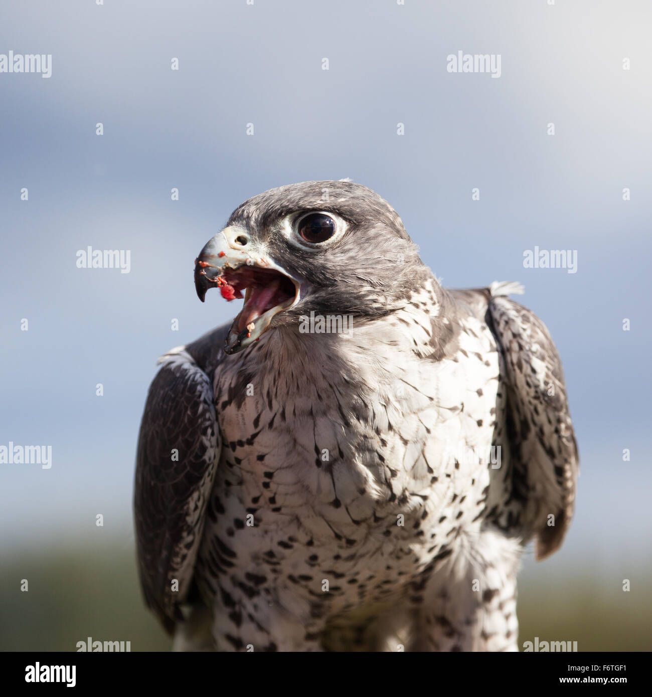 Gyrfalcon (Falco rusticolus), Alaska Stock Photo - Alamy