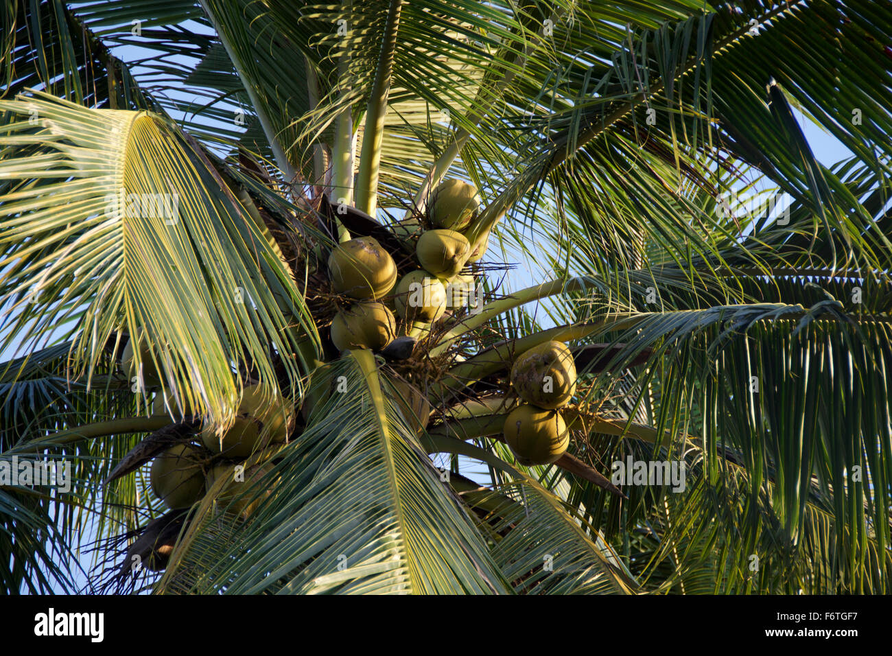 Coconuts in a tree Stock Photo - Alamy