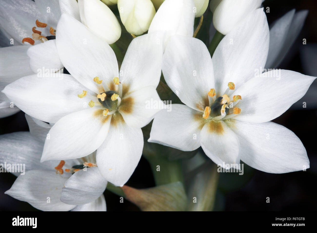 Chincherinchee hi-res stock photography and images - Alamy
