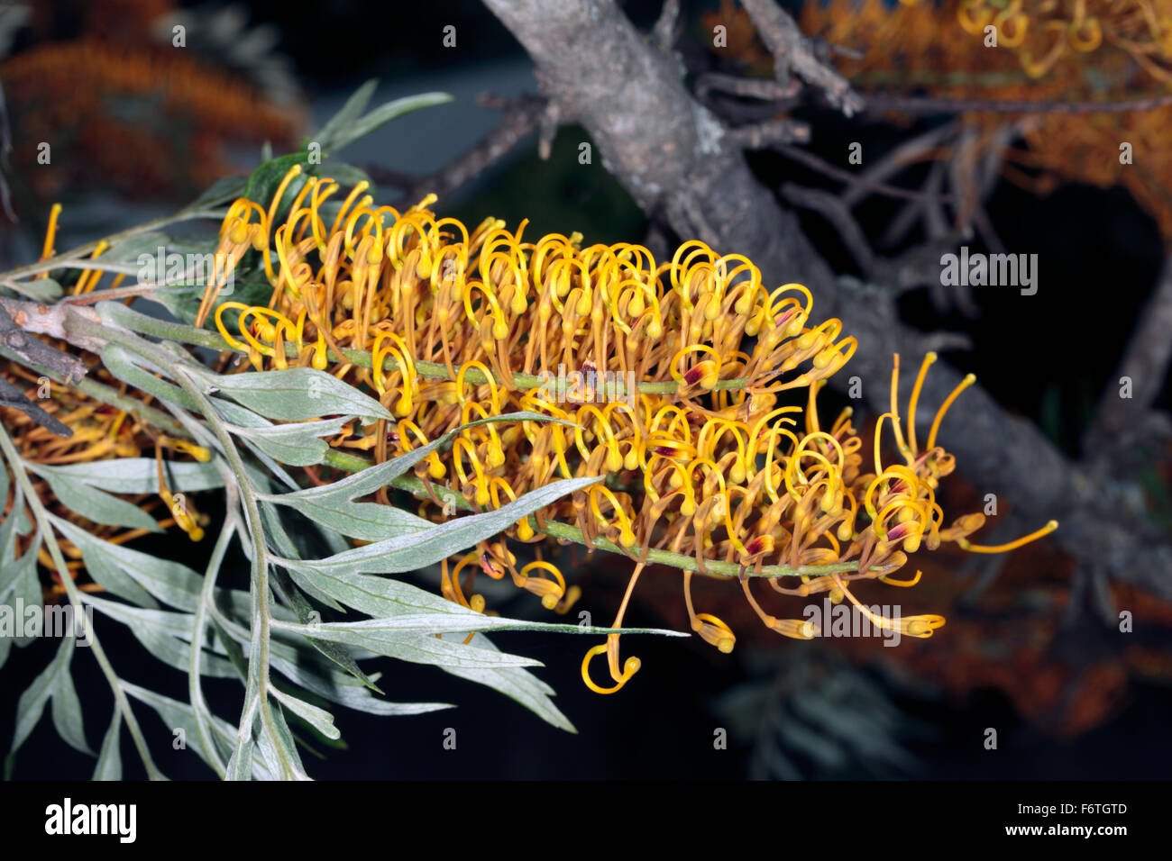Close-up of Silky Oak/Southern Silky Oak/Australian Silver Oak flowers ...