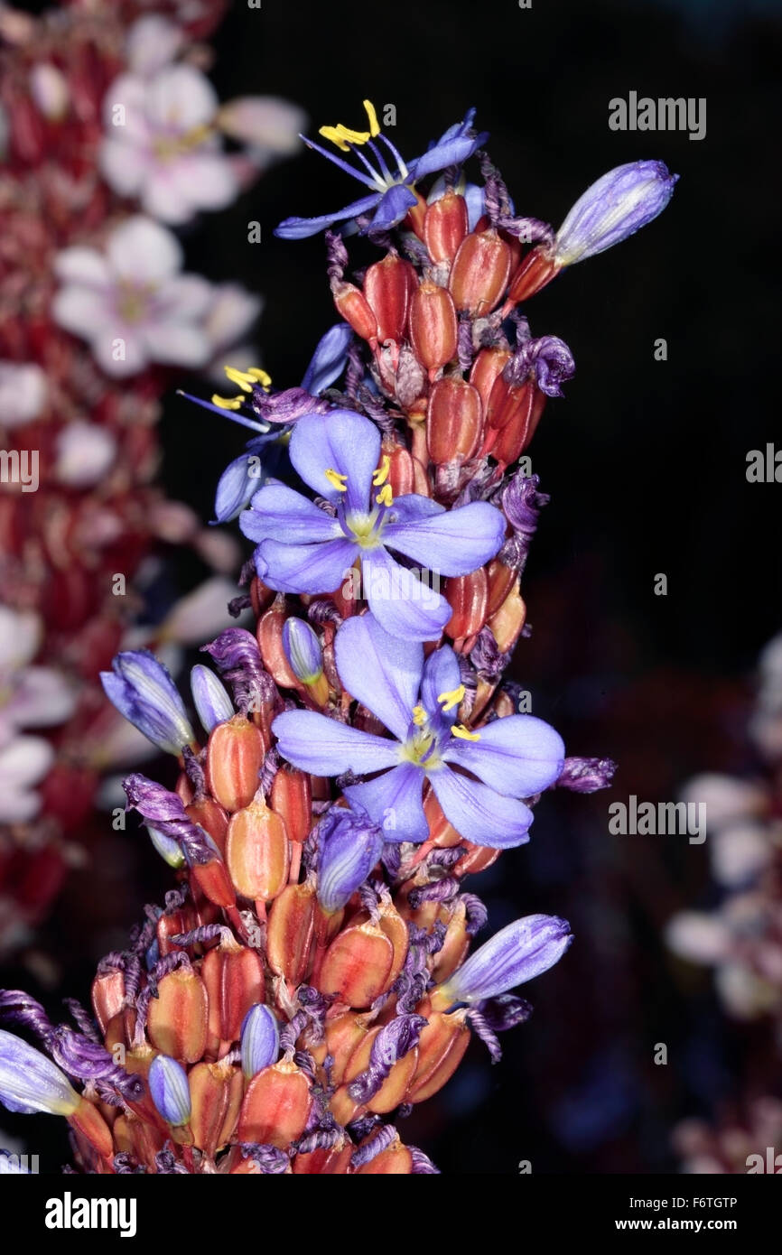 Close-up of Aristea/ Blousuurkanol/ Forest Lily/ Sand Onion/ Flower ...