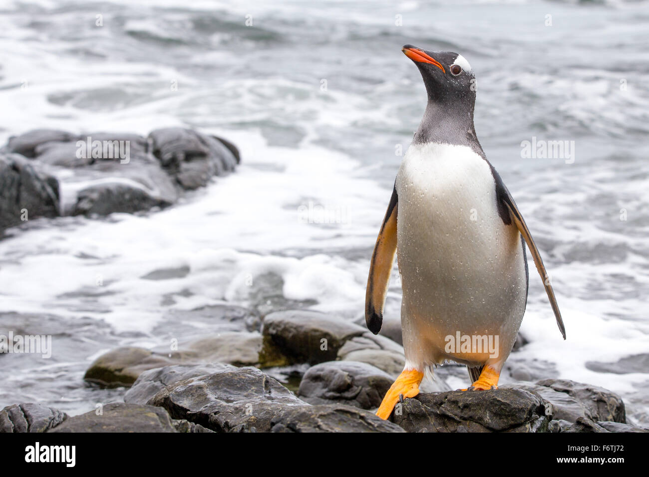 Three standing penguins hi-res stock photography and images - Alamy