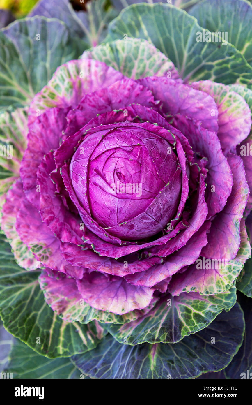 Ornamental cabbage winter hi-res stock photography and images - Alamy