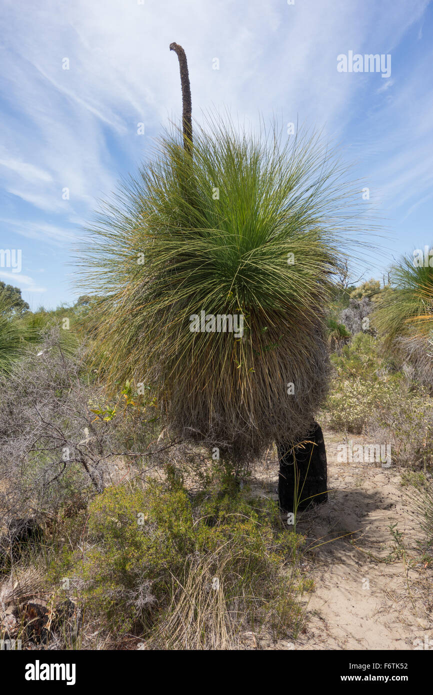 Australian native bushland plants hi-res stock photography and images ...