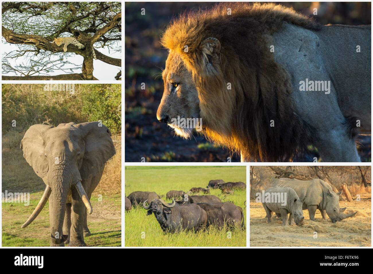 Big five collage hi-res stock photography and images - Alamy