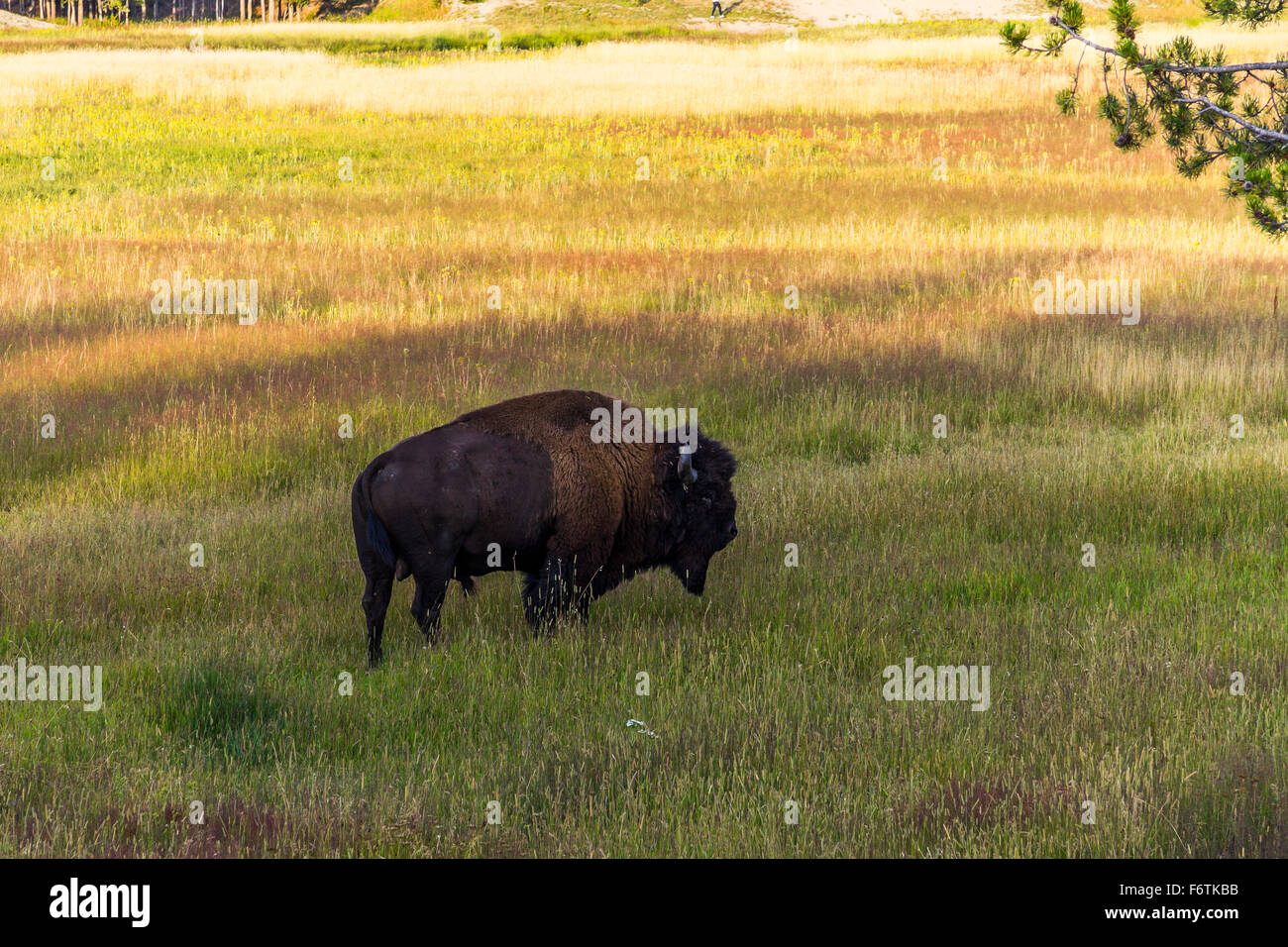 Bison eating grass, Yellowstone Stock Photo - Alamy