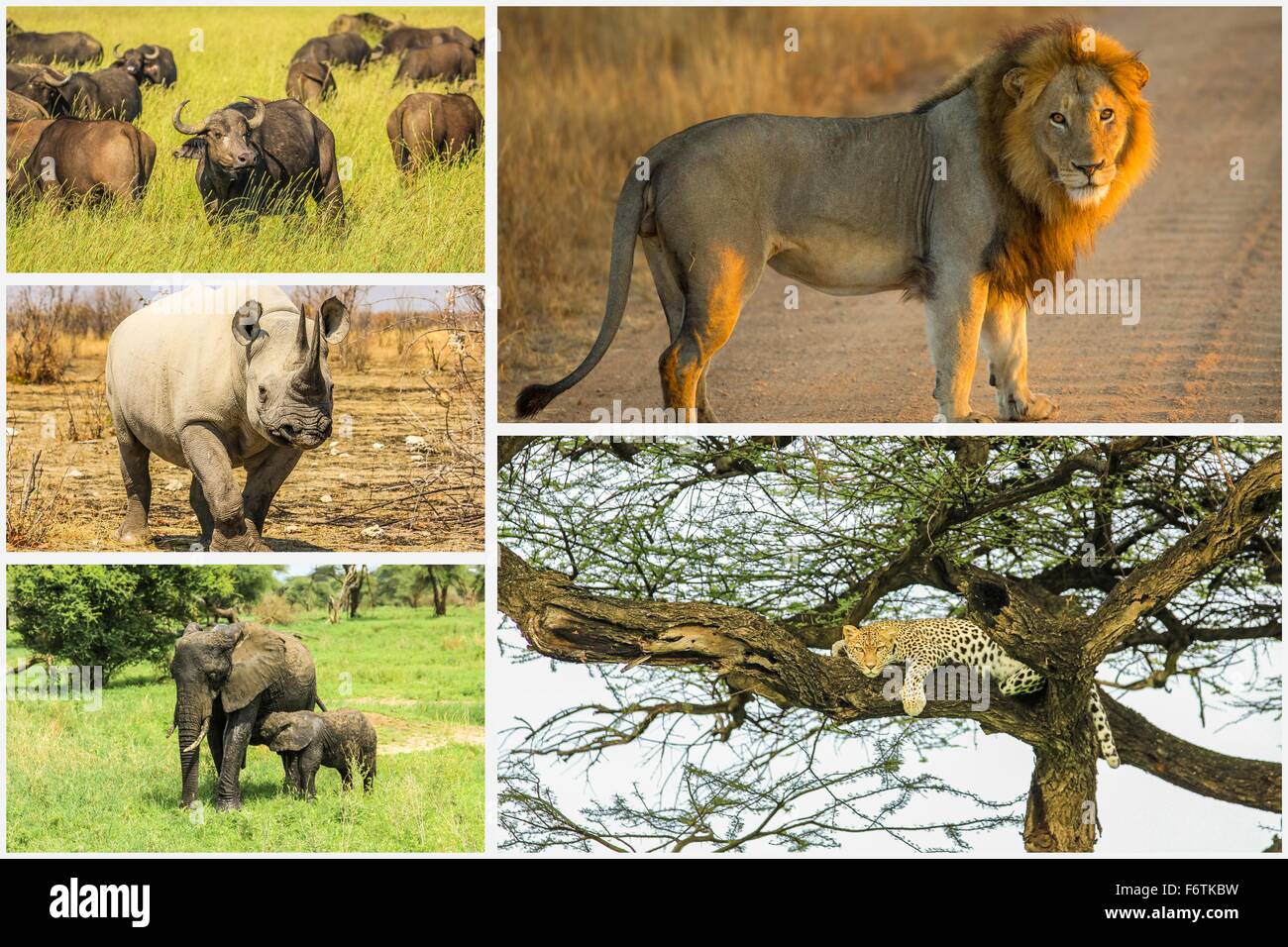 African Big Five Stock Photo - Alamy