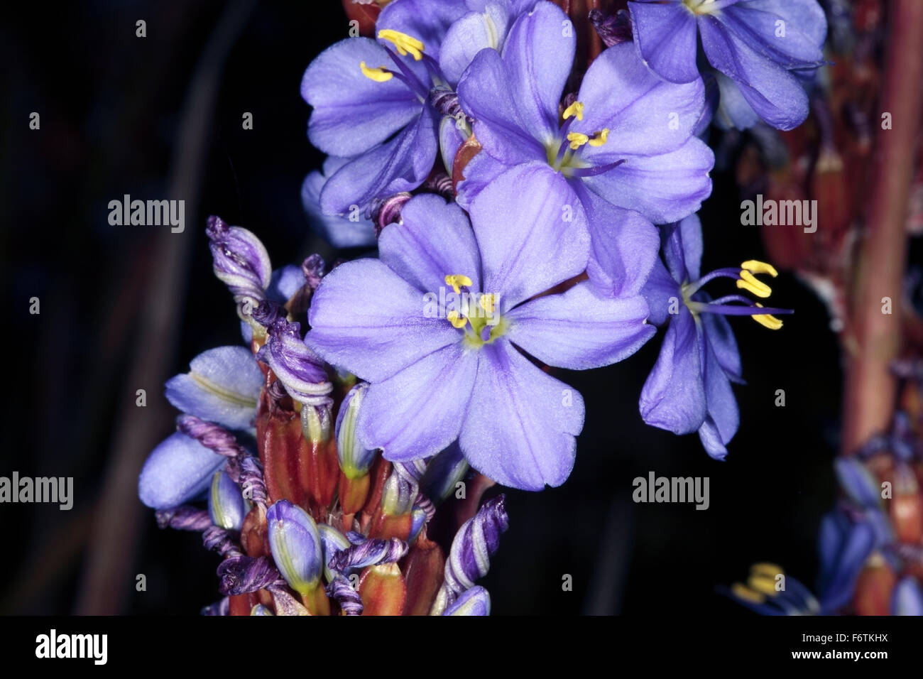 Sand spike hi-res stock photography and images - Alamy