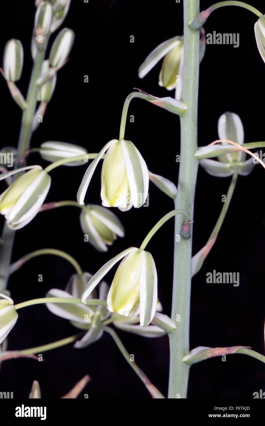 Close-up of Chincherinchee /Tjienk / Wittamarak flowers- Ornithogalum ...