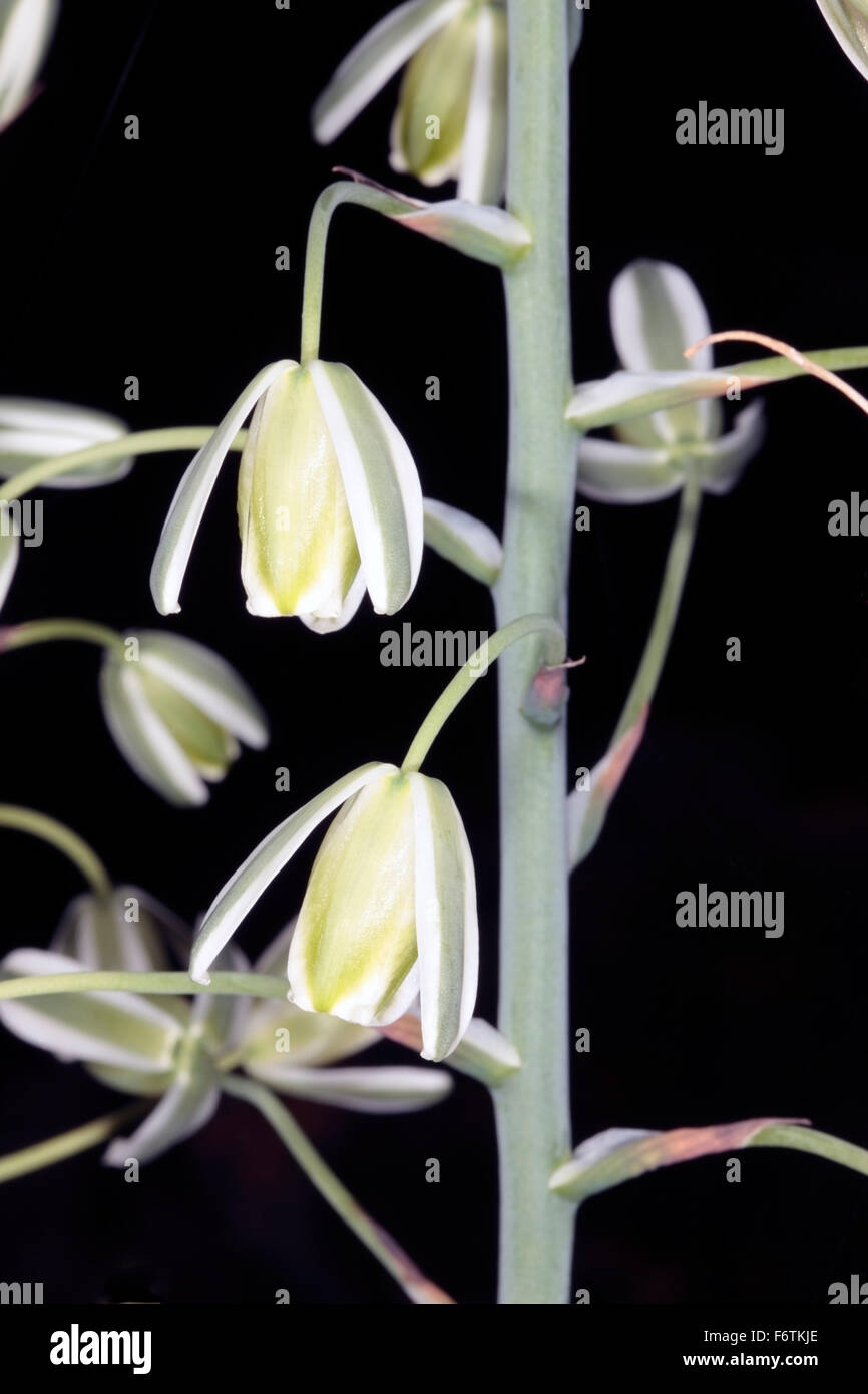 Close-up of Chincherinchee /Tjienk / Wittamarak flowers- Ornithogalum ...