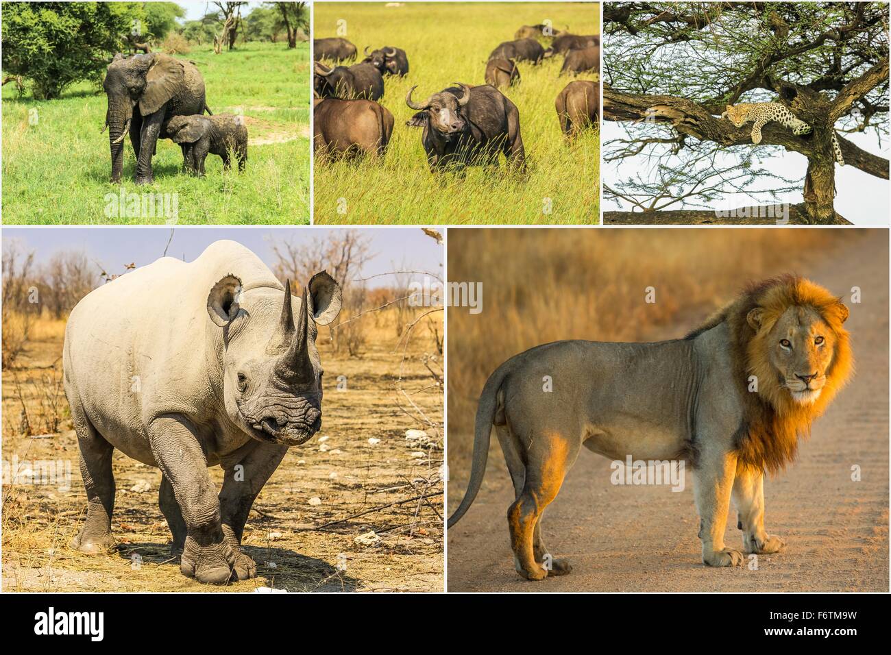 Big Five collage Stock Photo - Alamy