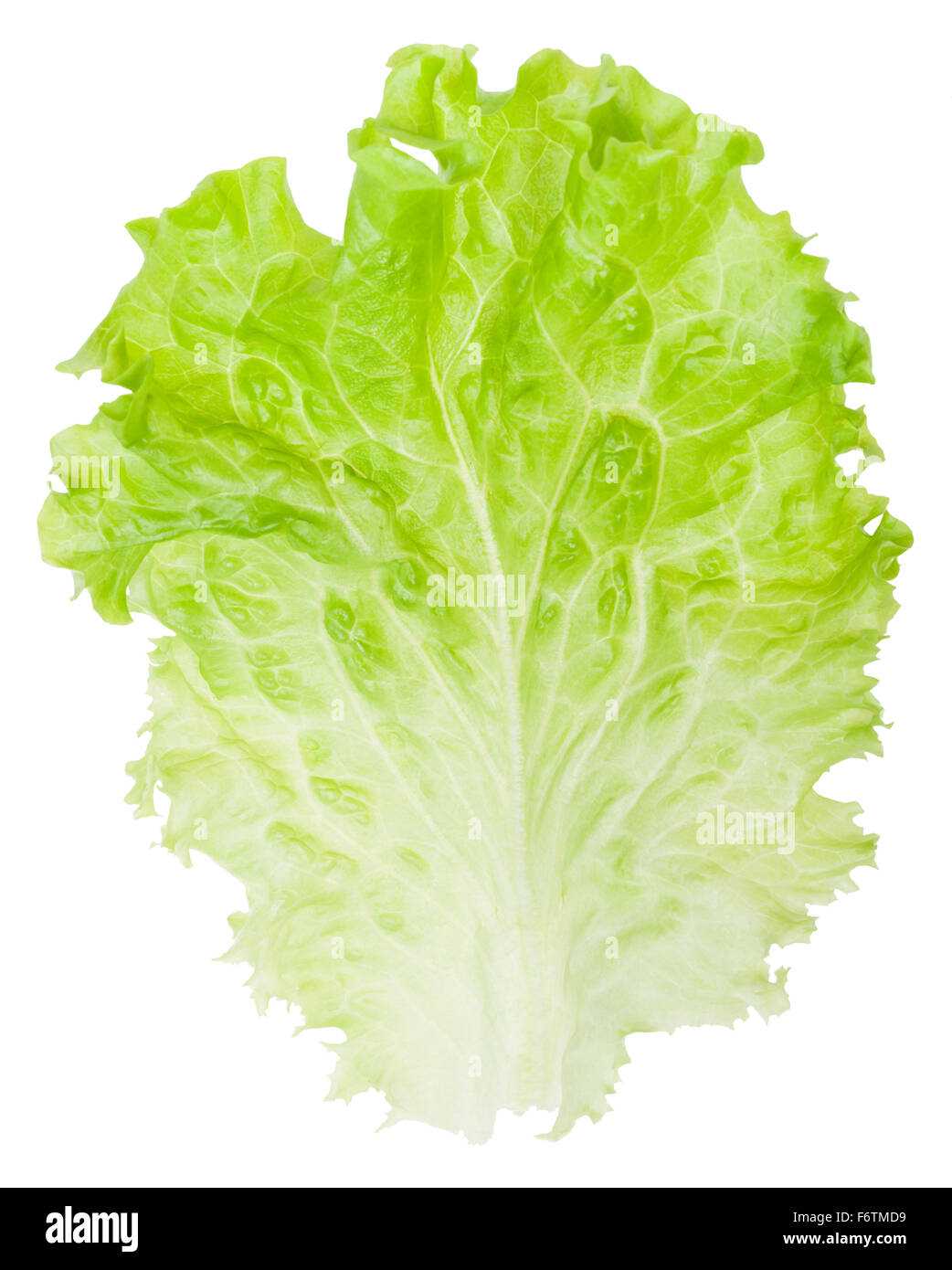 piece of Leaf lettuce isolated on white background Stock Photo - Alamy