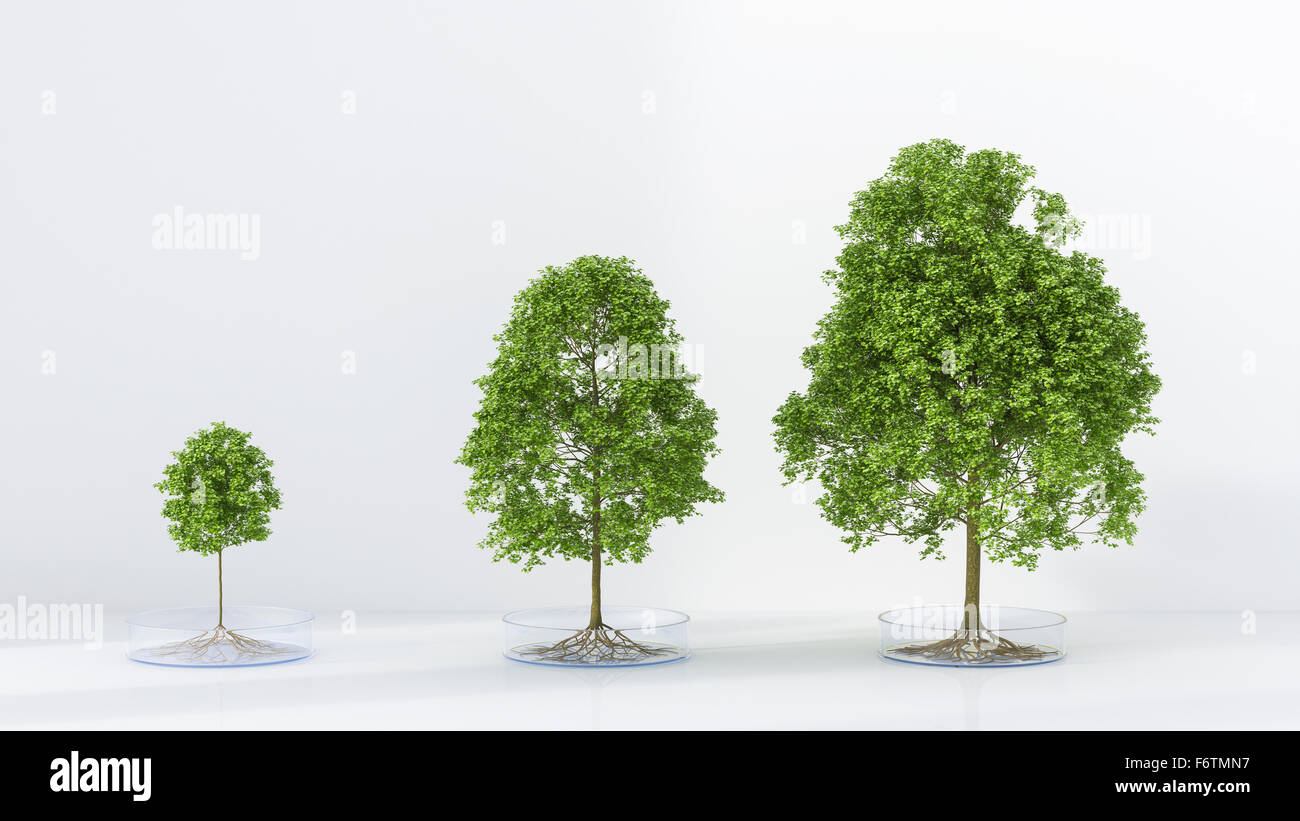 Trees growing in petri dish Stock Photo - Alamy