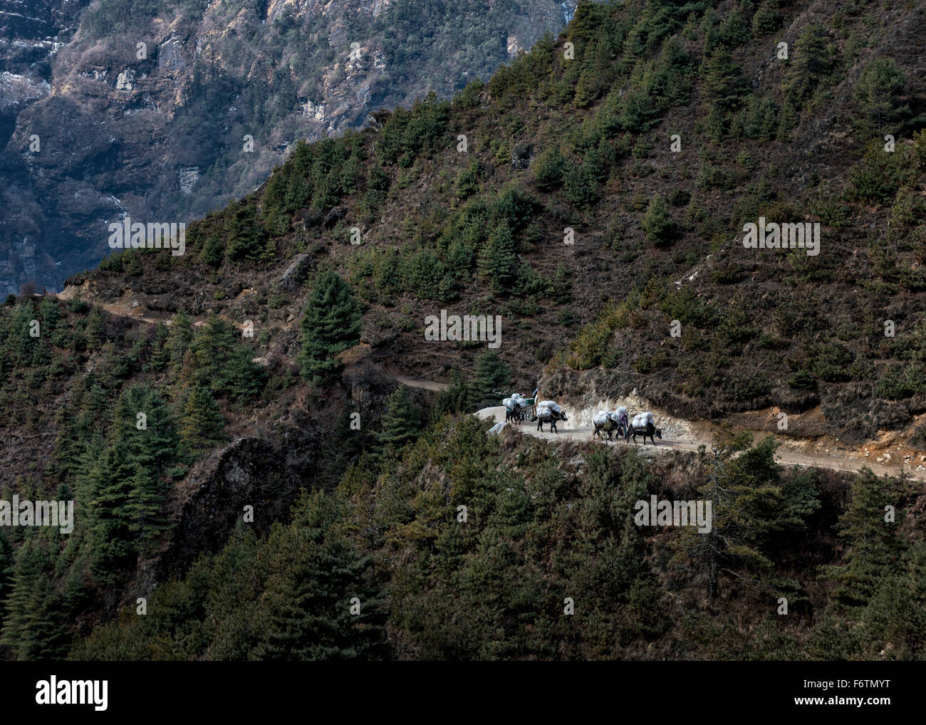Nepal pack animal trail hi-res stock photography and images - Alamy