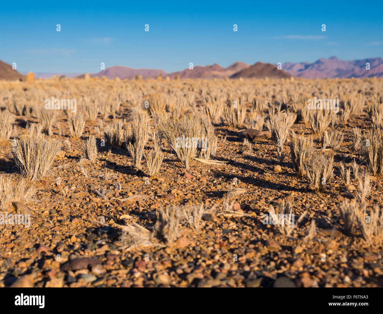 Grasses in namib desert hi-res stock photography and images - Alamy