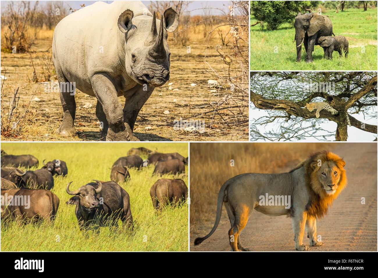 African wildlife landscape Stock Photo - Alamy