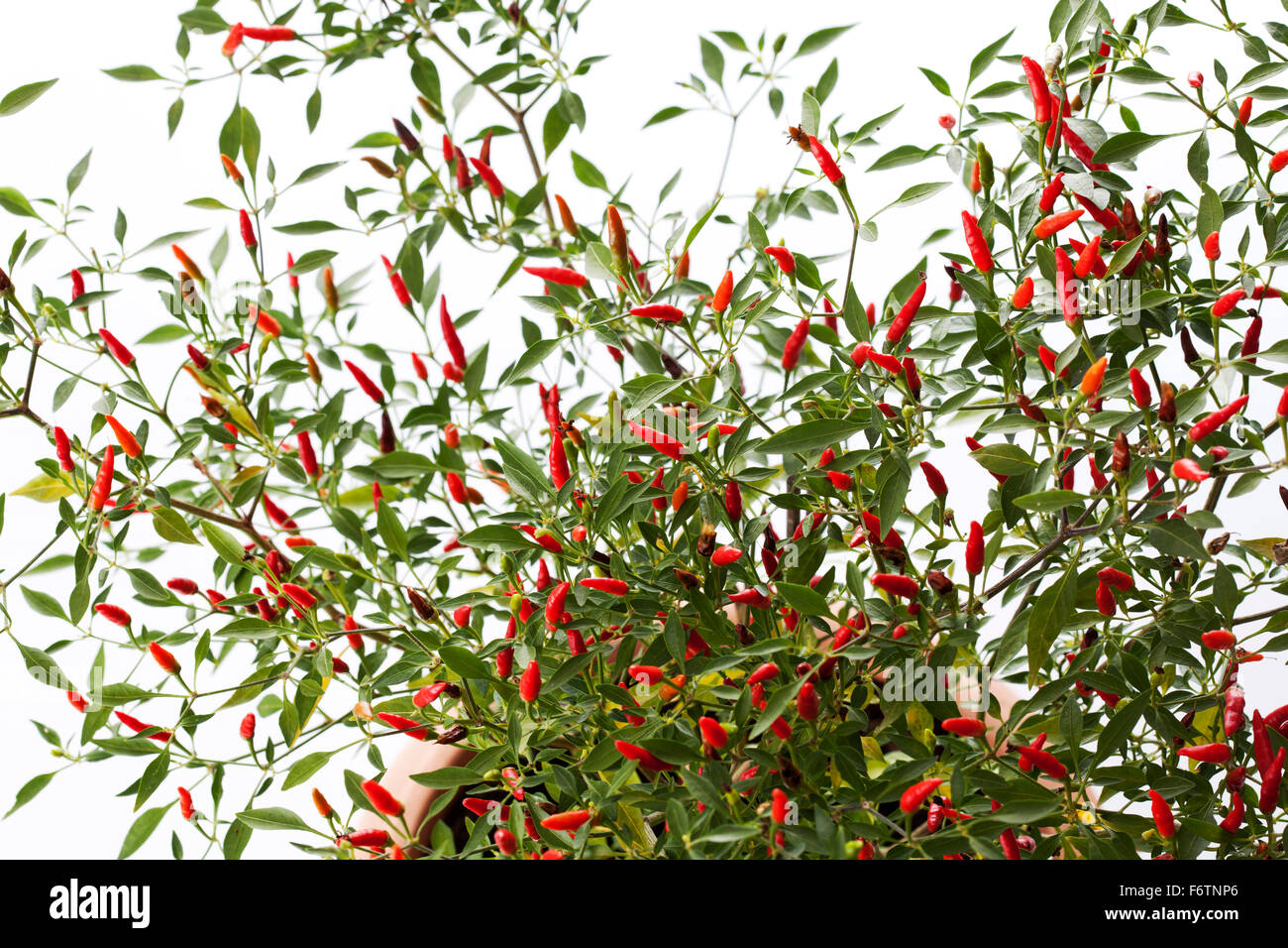 Bush of Chili Pequin Stock Photo - Alamy