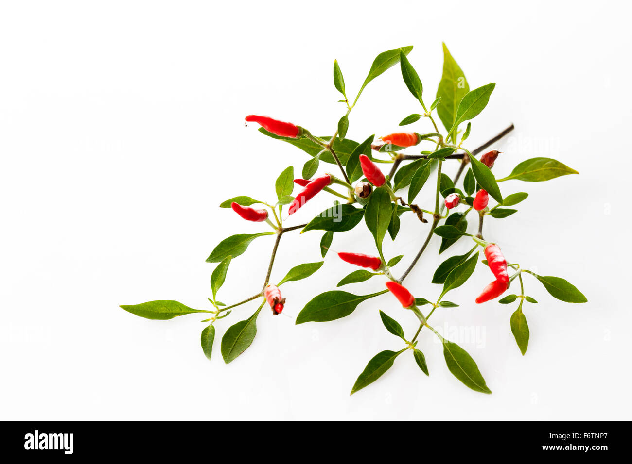 Twig of Chili Pequin in front of white background Stock Photo - Alamy