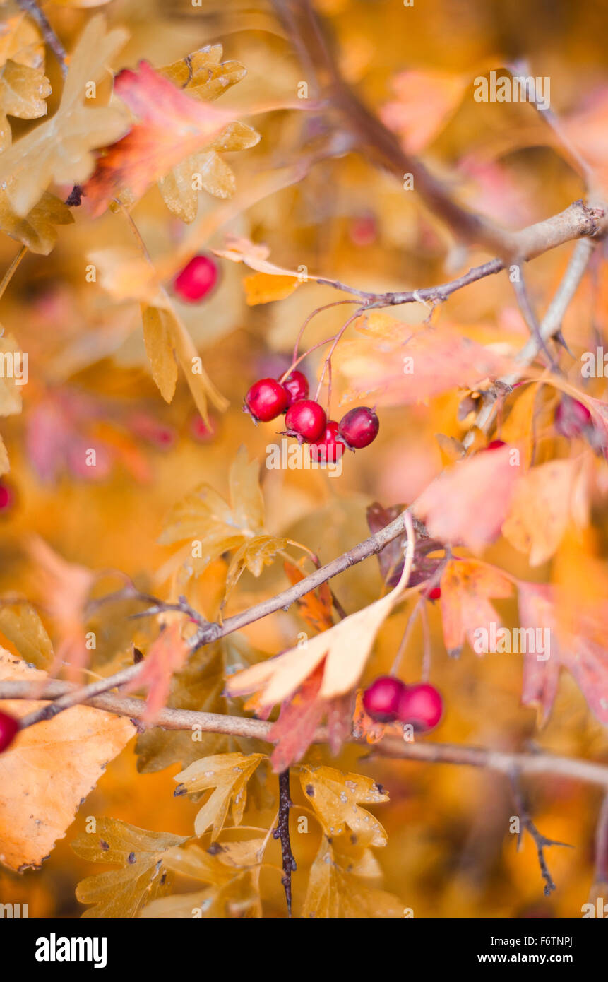 Whitethorn hi-res stock photography and images - Alamy