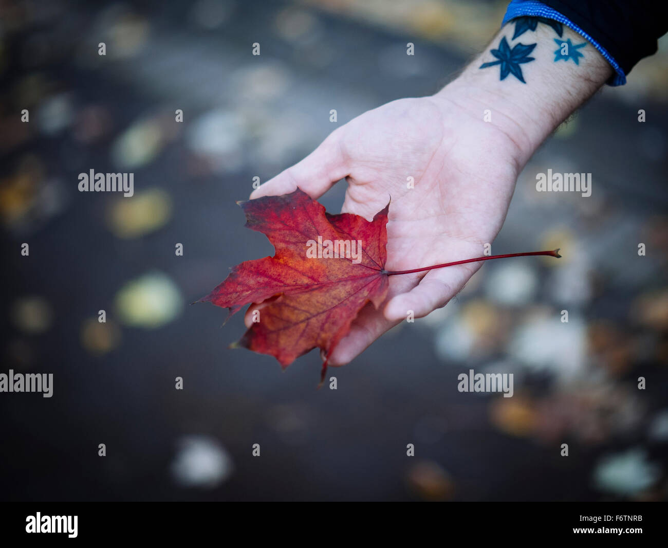 Palm maple hi-res stock photography and images - Alamy