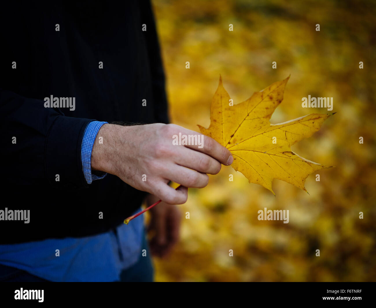 Hand with maple leaf hi-res stock photography and images - Alamy