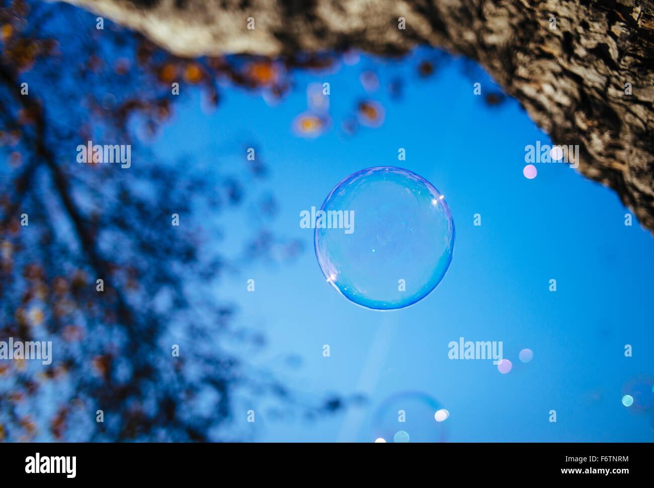 Bubble tree hi-res stock photography and images - Alamy