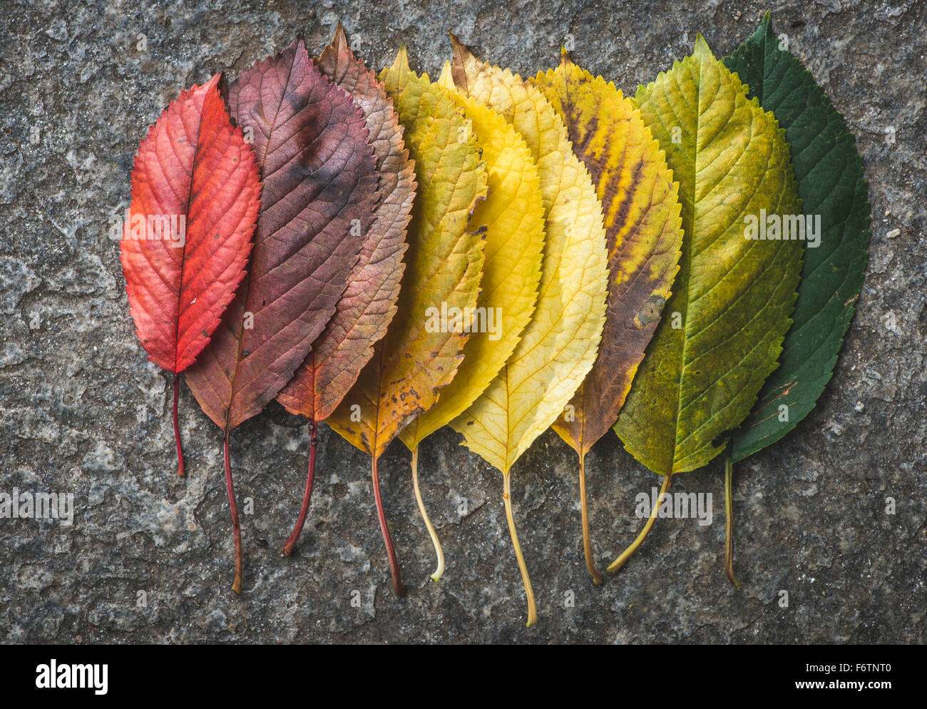 Different autumn leaves Stock Photo - Alamy