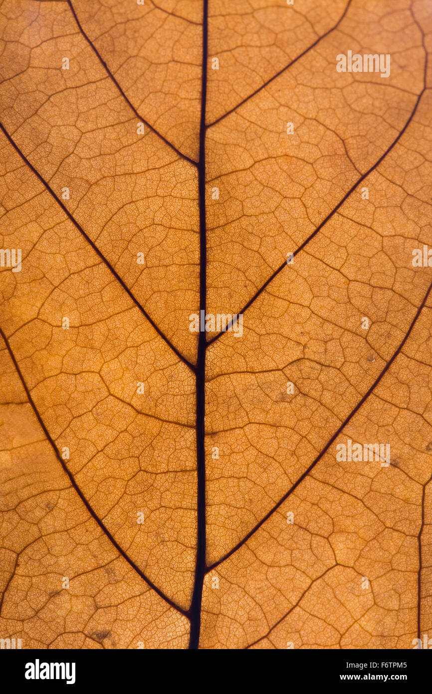 Brown leaf, close up Stock Photo - Alamy