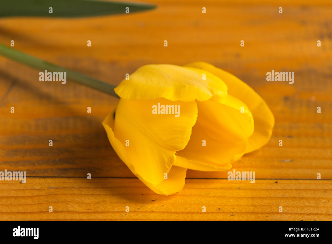 Tulip yellow - close up Stock Photo - Alamy