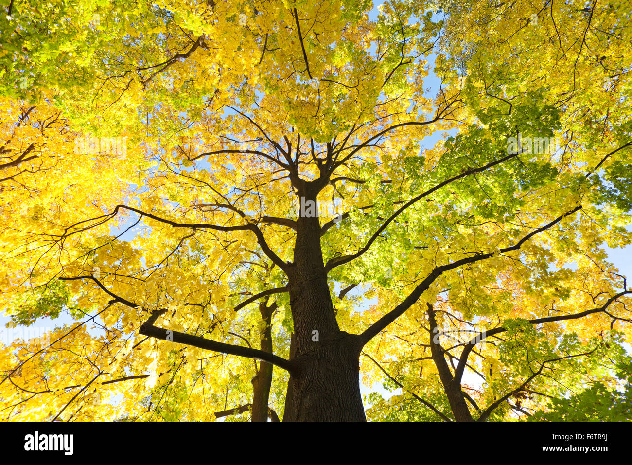 Germany, Saxony, Dresden, tree in Grosser Garten Stock Photo - Alamy