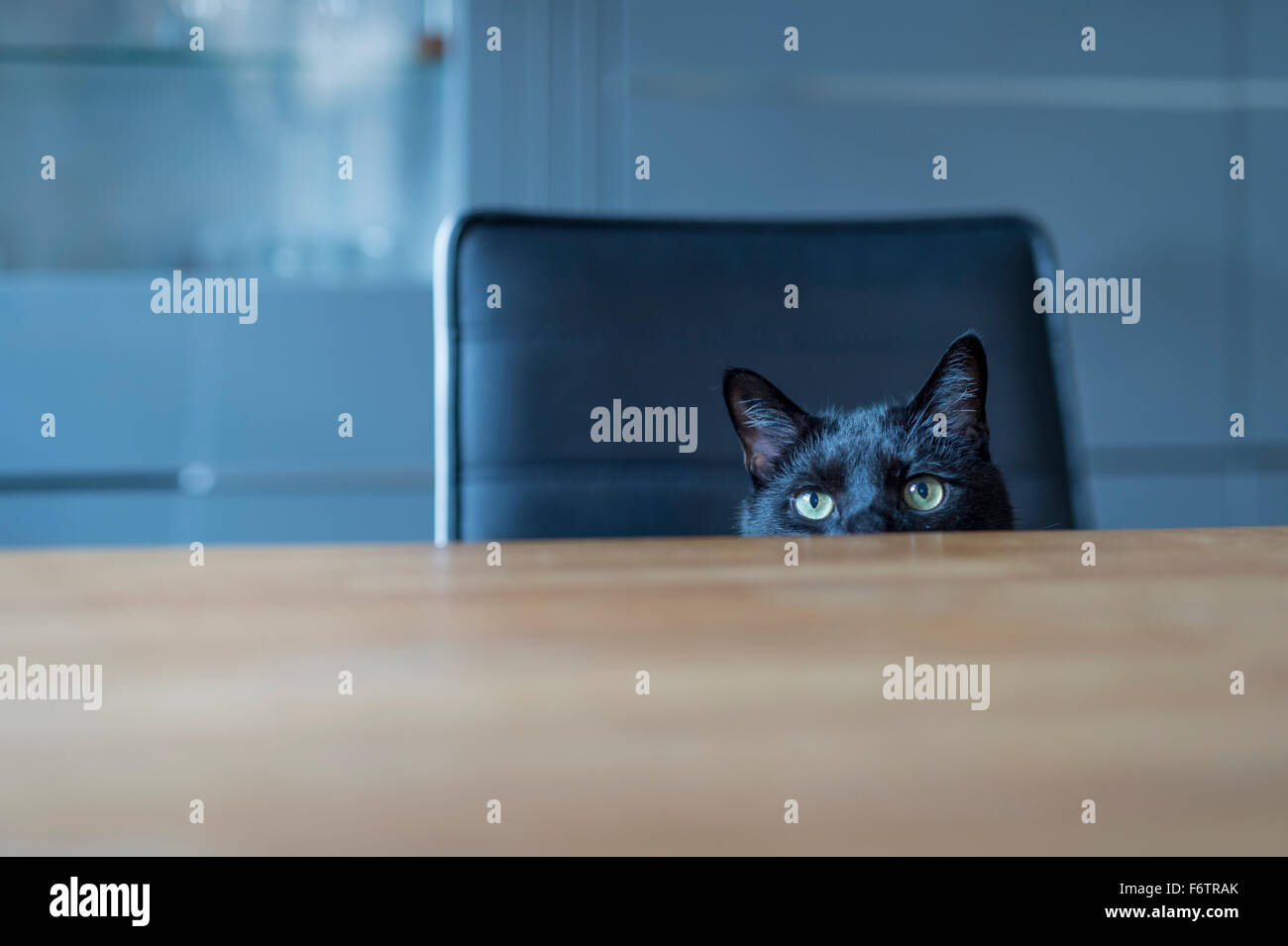 Black cat sitting on a chair hiding behind tabletop Stock Photo - Alamy